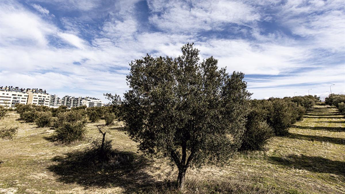 Mas naturaleza para revitalizar el oeste de Rivas | SoyDe